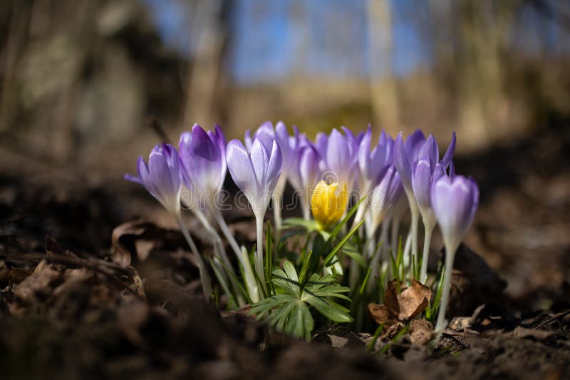 Violet Crocus Wild Spring Flowers N Forest Stock Image - Image of ...