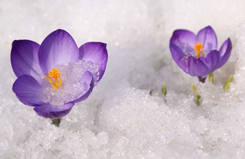 Crocus in snow stock photo. Image of bunch, white, fresh - 29859682