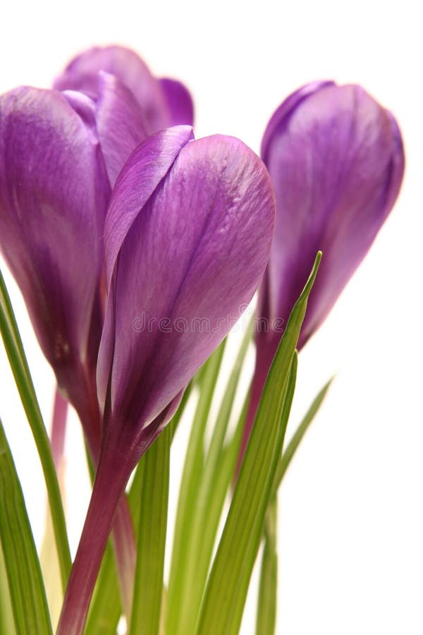 Violet crocuses stock photo. Image of crocus, spring, holiday - 1915108