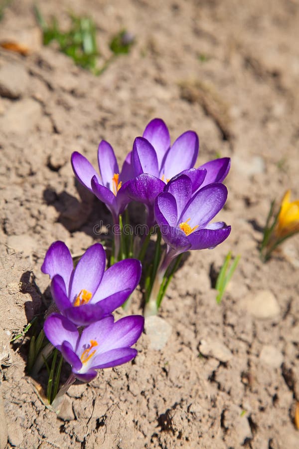Violet crocuses stock image. Image of crystal, head, macro - 24012667