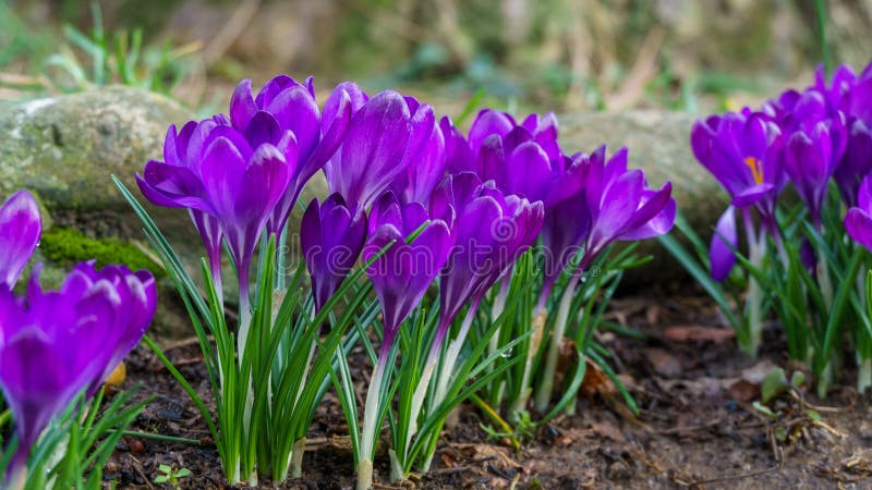 Violet Crocuses in Early Spring Garden. Close-up of Flowering Crocuses ...