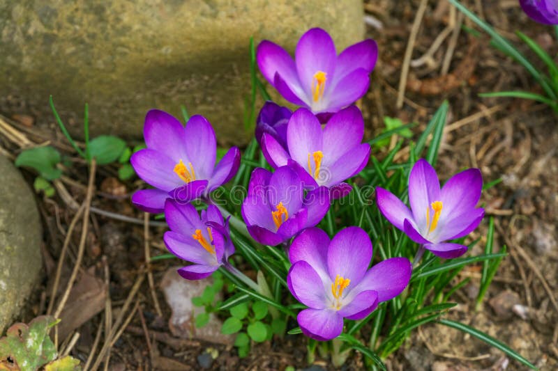 Violet Crocuses in Early Spring Garden. Close-up of Flowering Crocuses ...