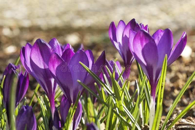 Violet crocuses stock image. Image of open, flowering - 83706639
