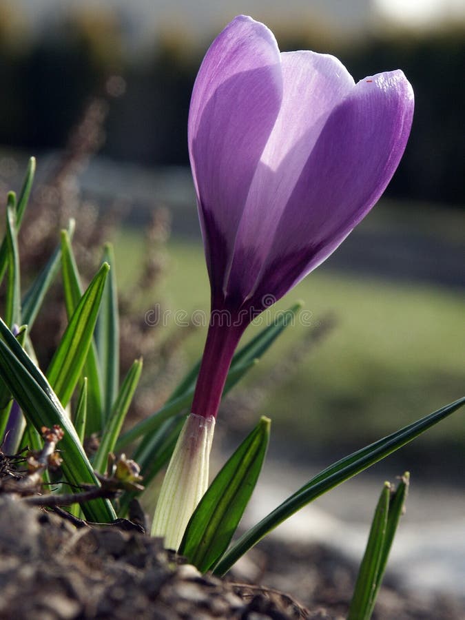 Violet Crosus #01 stock photo. Image of flower, beauteous - 42640