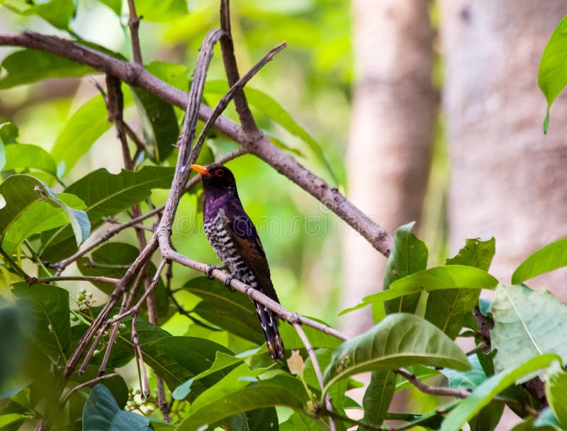 Violet cuckoo stock image. Image of forest, background - 149074179