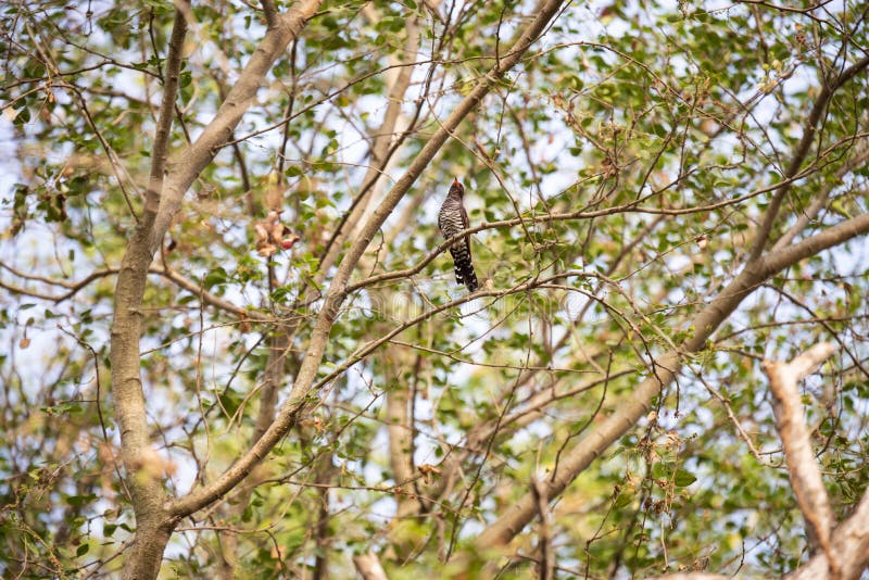 Violet cuckoo stock image. Image of branch, perching - 155031203