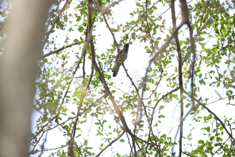 Violet cuckoo stock image. Image of cuckoo, male, tree - 155031425
