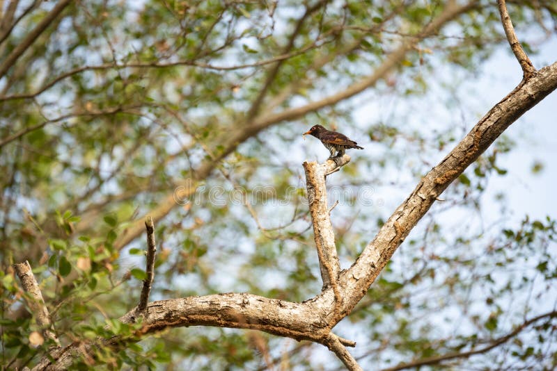 Violet cuckoo stock photo. Image of bird, animal, xanthorhynchus ...