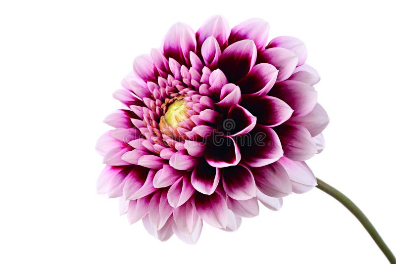 Fall Mum Flower on White Background Stock Image - Image of fall, close ...