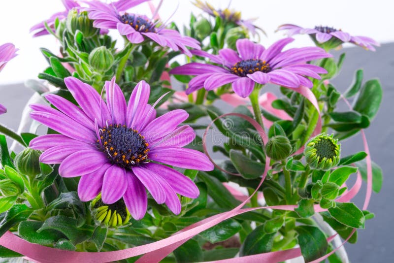 Violet daisies stock photo. Image of green, botany, daisy - 39897588