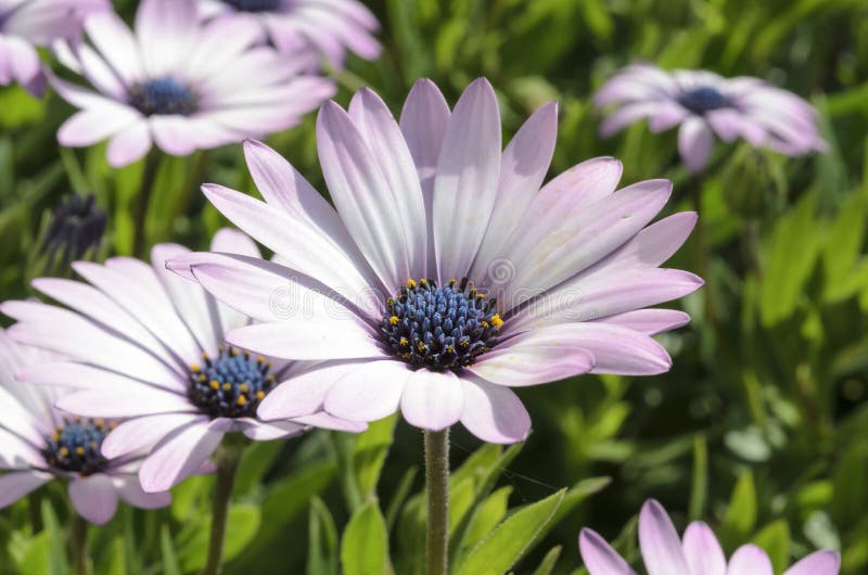 Violet Daisies stock photo. Image of season, botany, isolated - 45315216