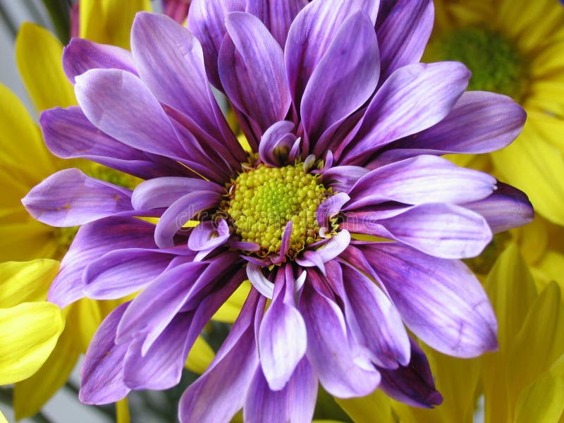 Crazy Daisies stock image. Image of colorful, spring, flowers - 84351