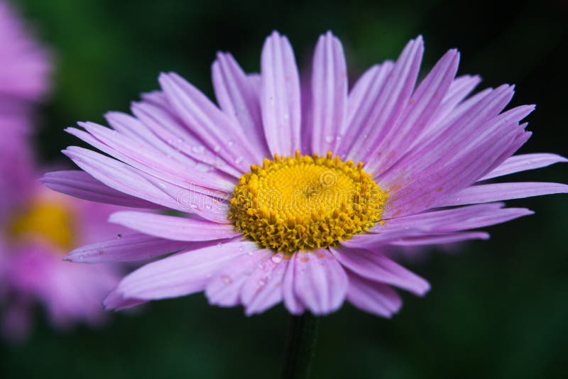 Daisy Pollen Under Electron Microscope Stock Photo - Image of dust ...