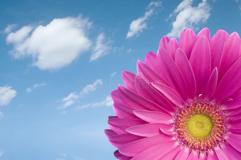 Violet daisy-gerbera stock photo. Image of blooming, blooms - 8406962