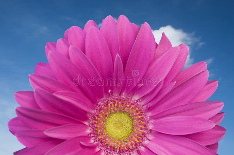 Violet daisy-gerbera stock photo. Image of blooming, blooms - 8406962