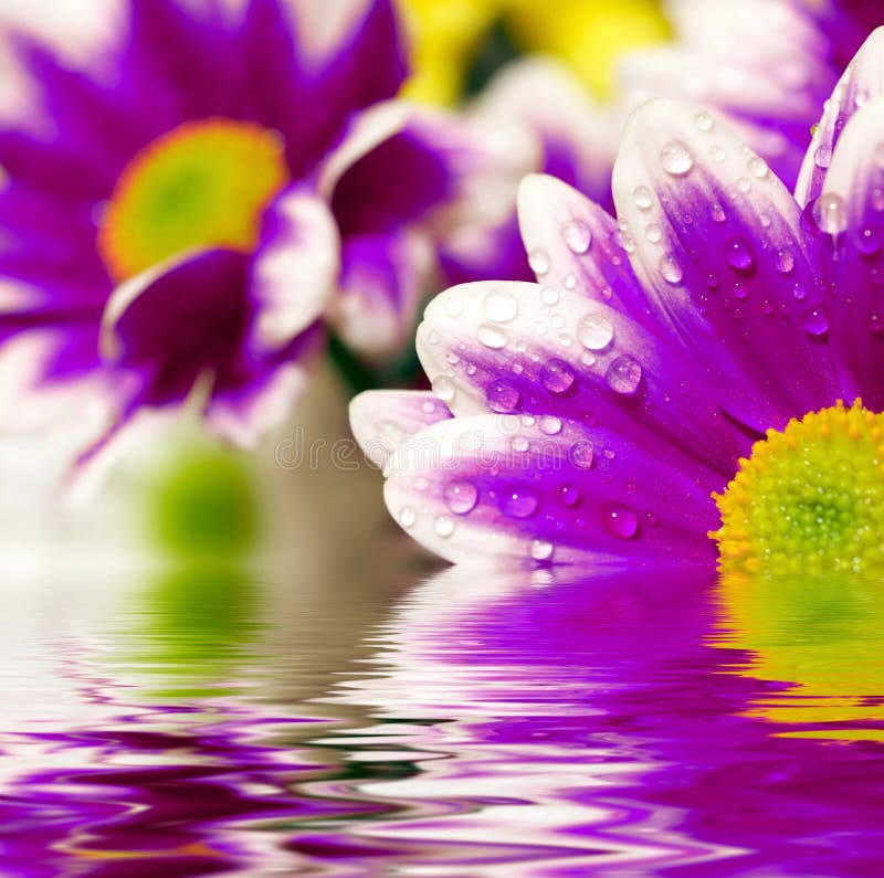 Violet daisy-gerbera stock photo. Image of blooming, blooms - 8406962