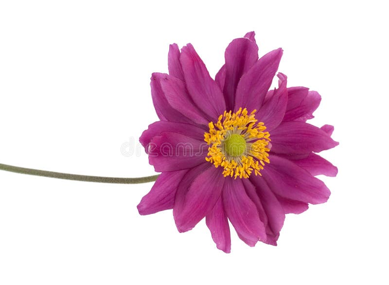 Violet daisy-gerbera stock photo. Image of blooming, blooms - 8406962