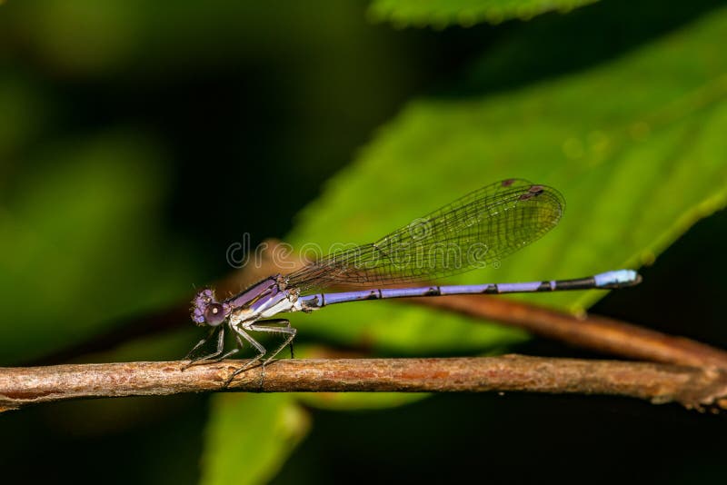 Male Variable Dancer Damselfly Stock Photos - Free & Royalty-Free Stock ...