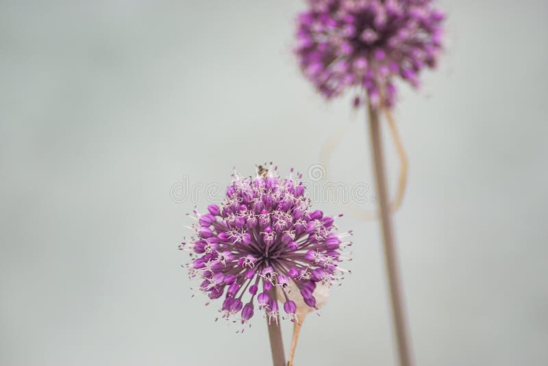 Violet Dandelion flower stock image. Image of blur, plant - 155531899