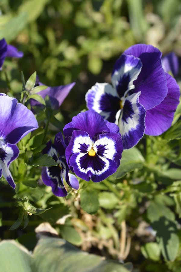 Violet Deltini Violet Face stock image. Image of face - 351735569