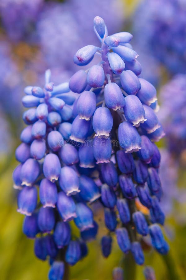 Violet stock photo. Image of fresh, beauty, macro, green - 54854642