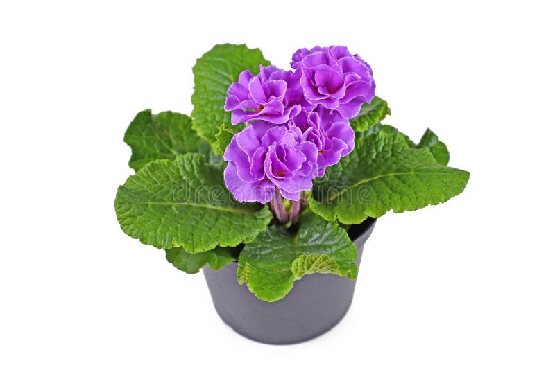 Purple Double Primrose in Flower Pot Stock Image - Image of nature ...