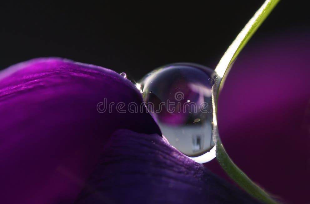 Violet drop stock image. Image of biotanical, seated, biology - 8082489