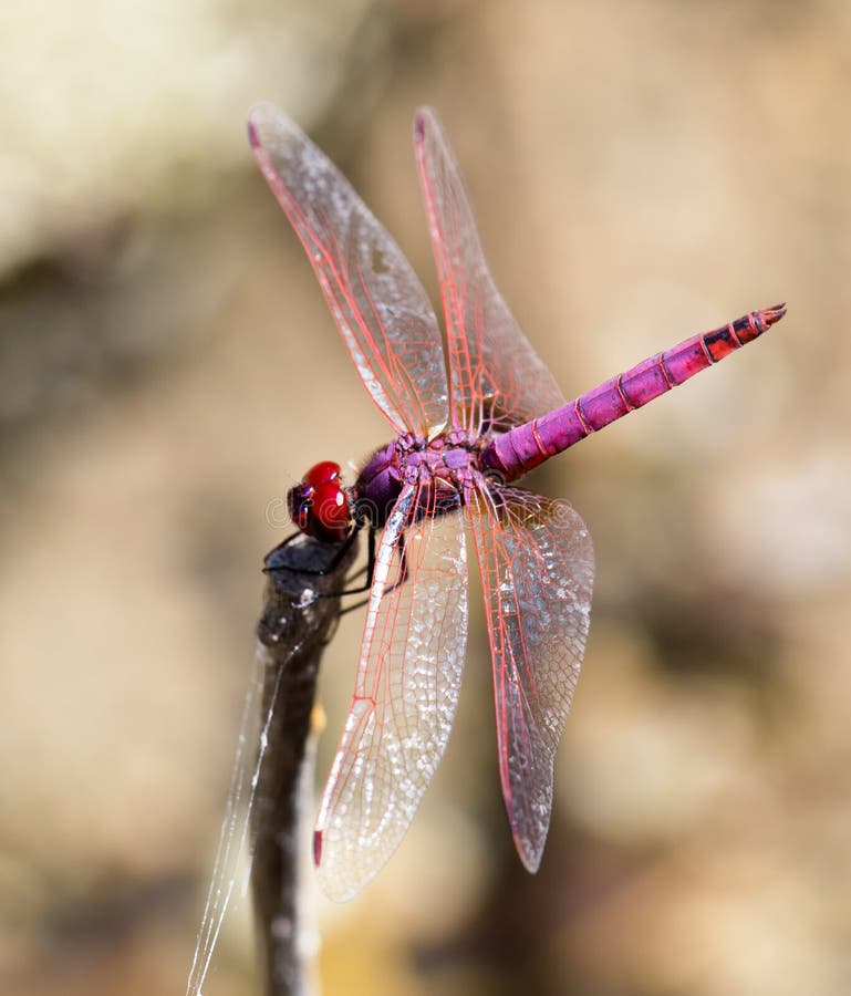 Violet Dropwing Dragonfly in Crete Stock Image - Image of greece ...