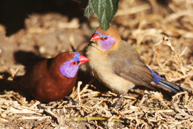 Violet-Eared Waxbill Finches Stock Photo - Image of plumage, leaf: 6217894