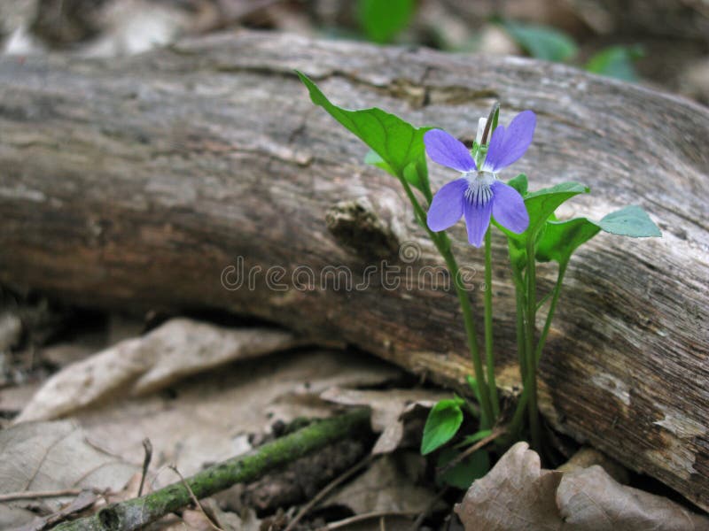 Dead Violet Flower Stock Images - Download 817 Royalty Free Photos
