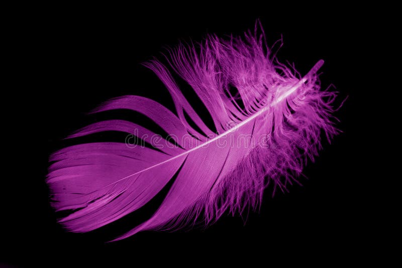 Violet Feather Goose on a Black Isolated Background Stock Image - Image ...