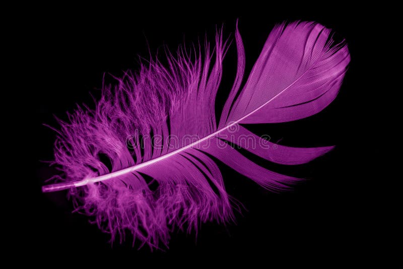 Violet Feather Goose on a Black Isolated Background Stock Photo - Image ...