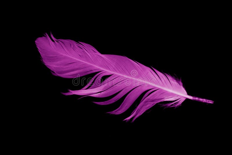 Violet Feather Goose on a Black Isolated Background Stock Photo - Image ...
