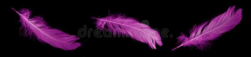Violet Feather Goose on a Black Isolated Background Stock Image - Image ...