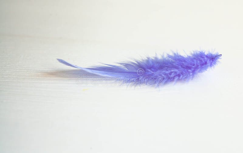 Violet Feather Isolated on White Stock Image - Image of gravity, breath ...