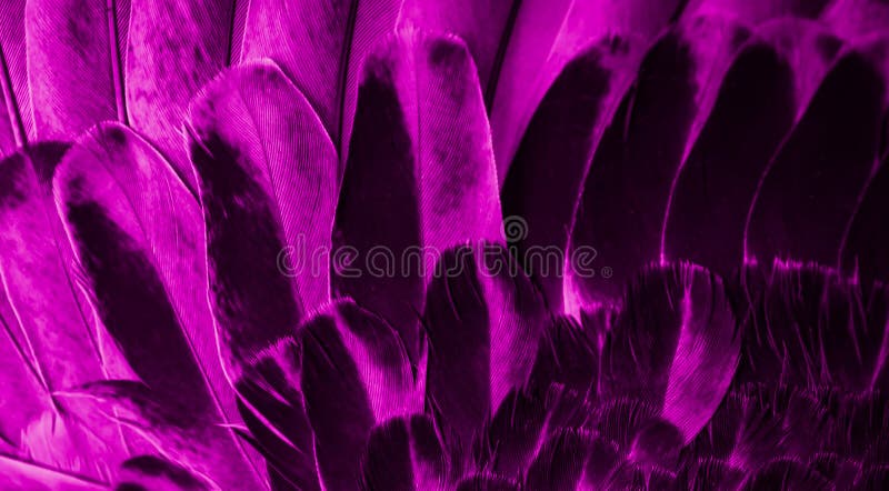 Violet Feather Pigeon Macro Photo. Texture or Background Stock Photo ...