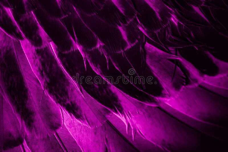 Violet Feather Pigeon Macro Photo. Texture or Background Stock Photo ...