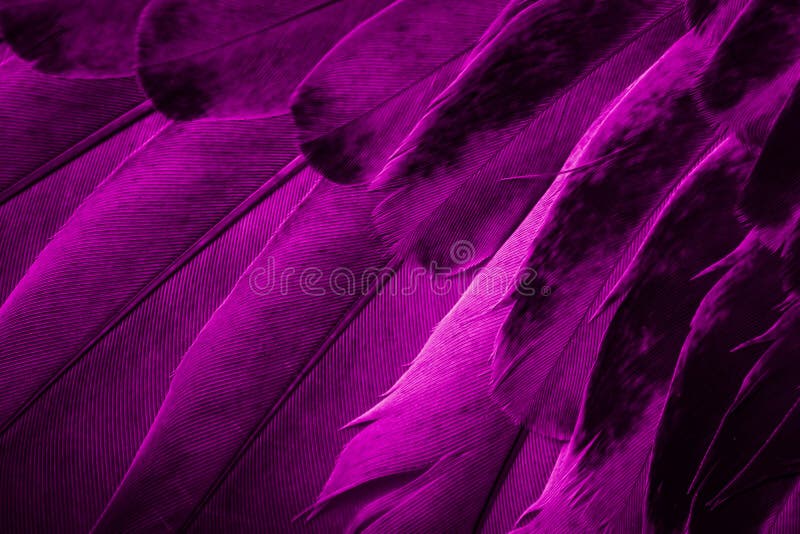 Violet Feather Pigeon Macro Photo. Texture or Background Stock Image ...
