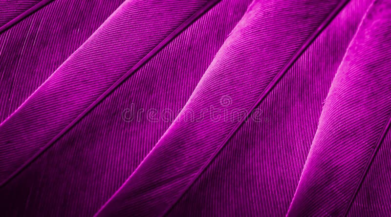 Violet Feather Pigeon Macro Photo. Texture or Background Stock Image ...