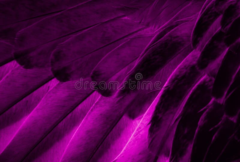 Violet Feather Pigeon Macro Photo. Texture or Background Stock Photo ...