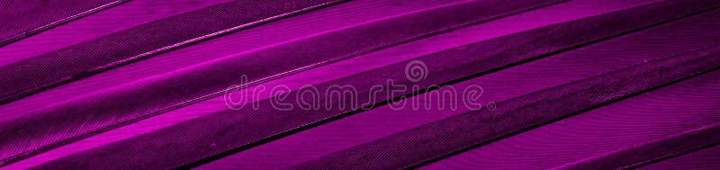Violet Feather Pigeon Macro Photo. Texture or Background Stock Image ...