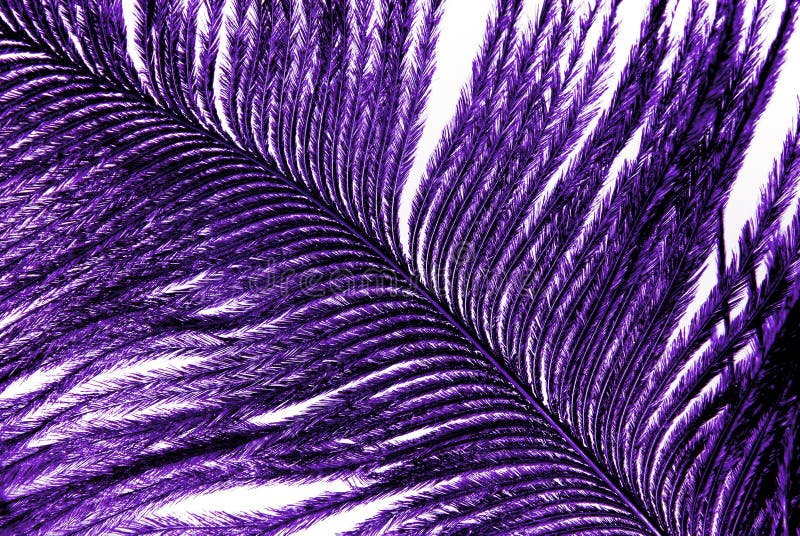 6,087 Violet Feather Photos - Free & Royalty-Free Stock Photos from ...