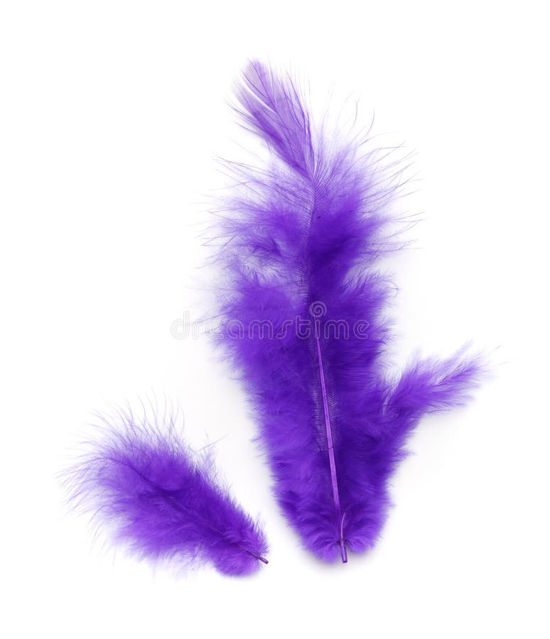 7,166 Violet Feathers Stock Photos - Free & Royalty-Free Stock Photos ...