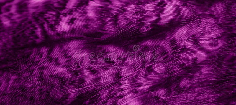 Violet Feathers of the Owl with Visible Details Stock Photo - Image of ...