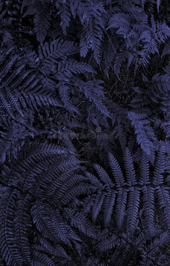 Violet Fern stock image. Image of fern, feel, tint, greenery - 138094791