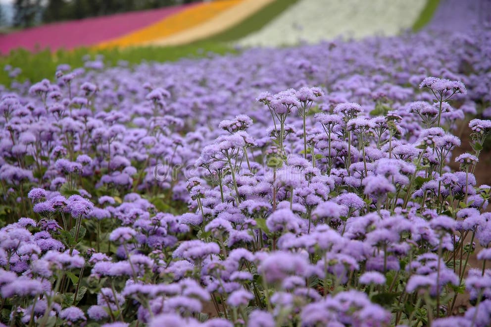 The violet field stock image. Image of flower, field, striped - 1040675