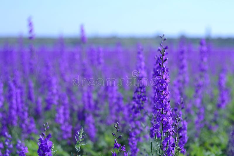 Violet field stock photo. Image of nature, horizontal - 25692818