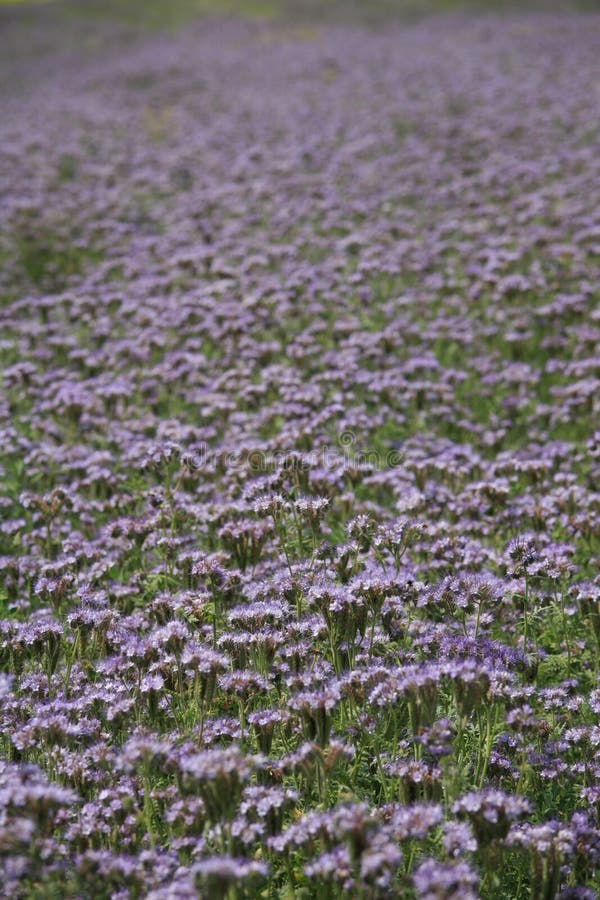Violet Field Background Texture Picture. Image: 5464662