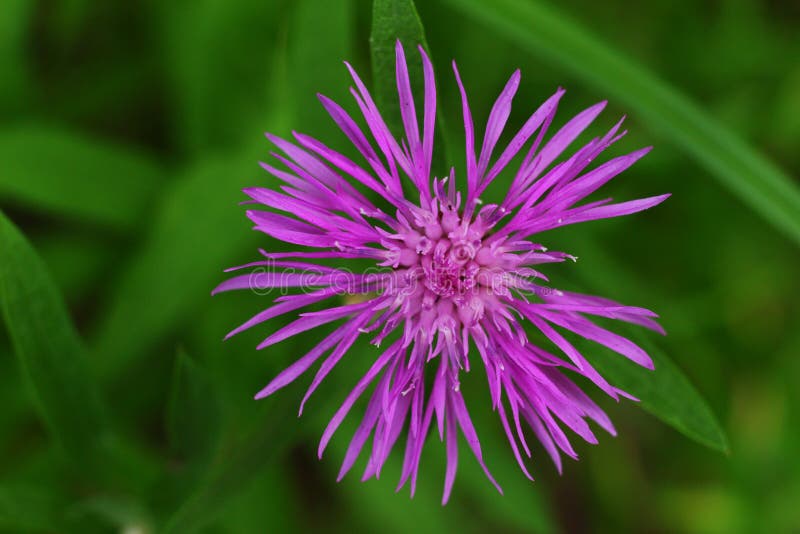 Violet Field Flower Centaurea Diffusa Close Up Stock Photo - Image of ...