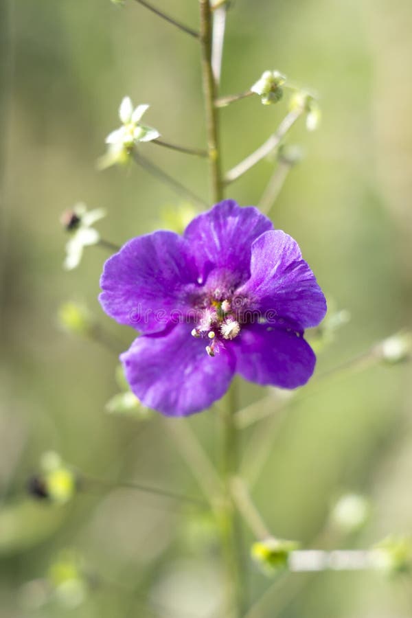Violet field flower stock photo. Image of flora, field - 73603264